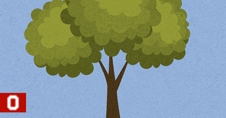 Different Types Of Buckeye Trees Aesculus Flava